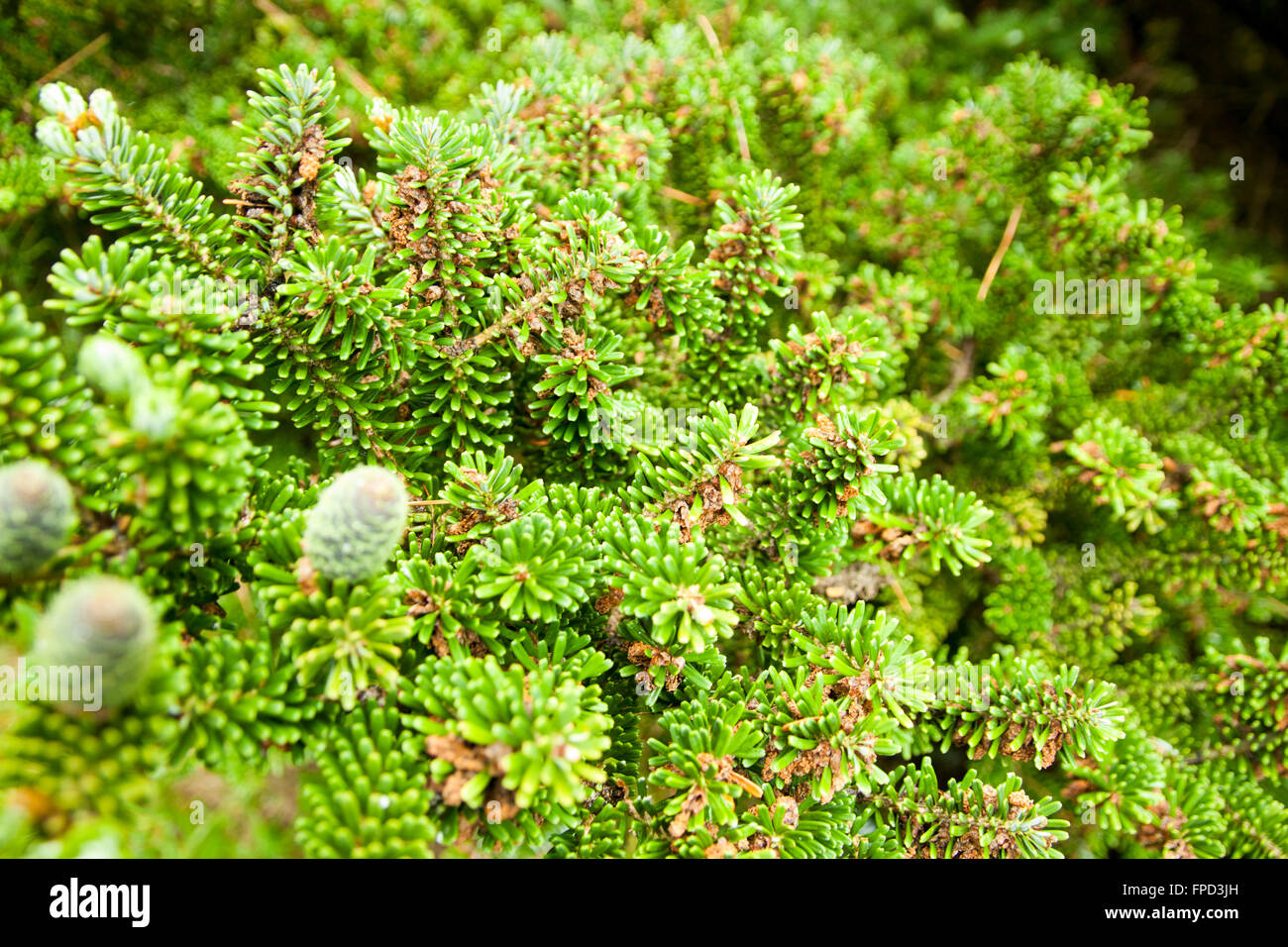 close up photo of pine needle leaves in green colors Stock Photo - Alamy