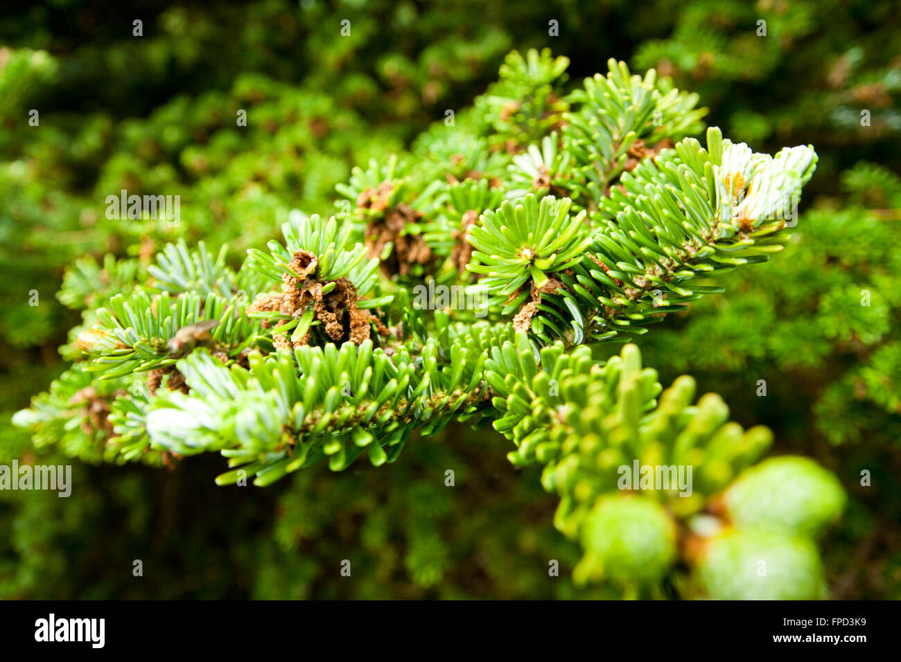 close up photo of pine needle leaves in green colors Stock Photo - Alamy