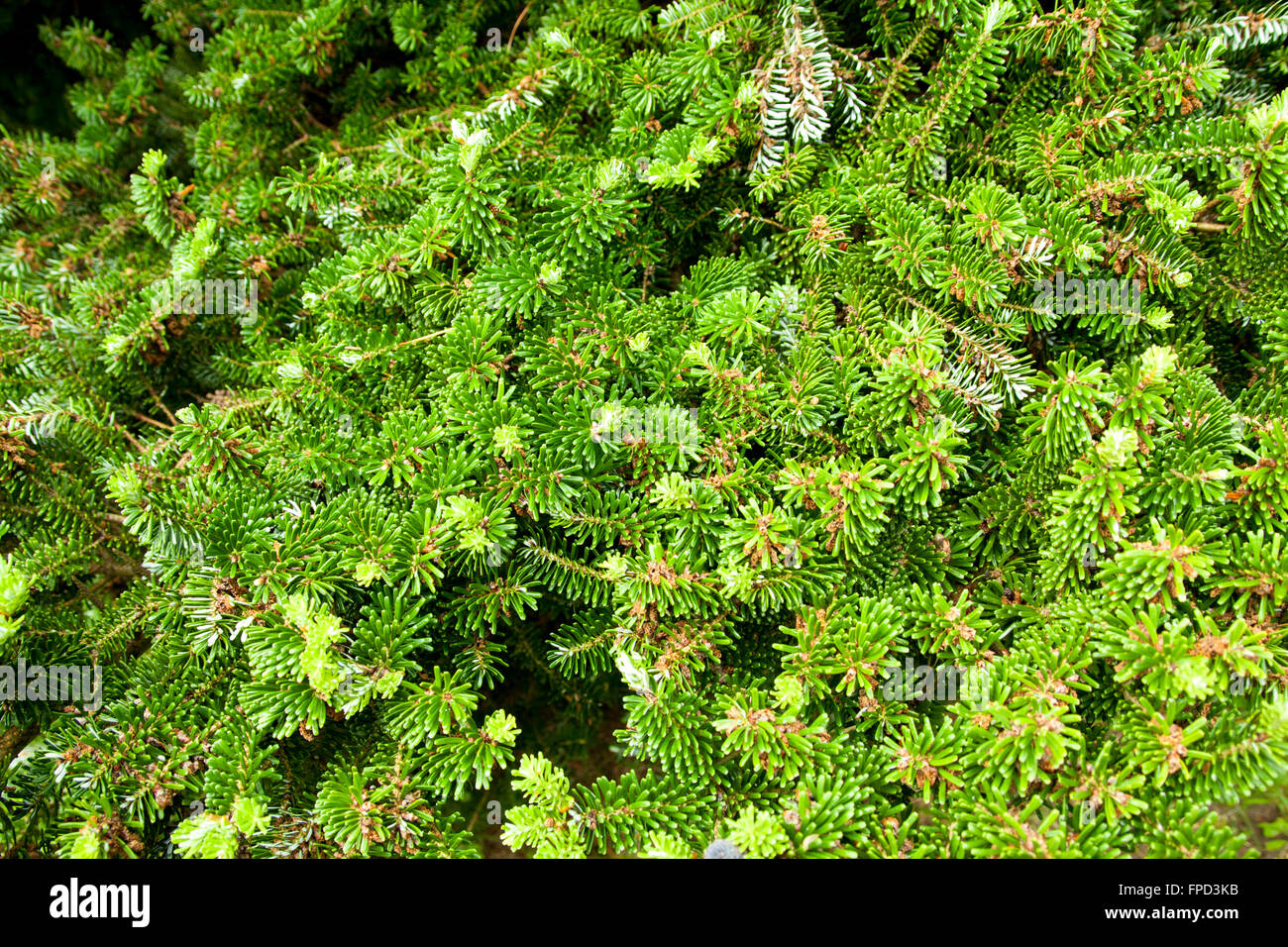 close up photo of pine needle leaves in green colors Stock Photo - Alamy