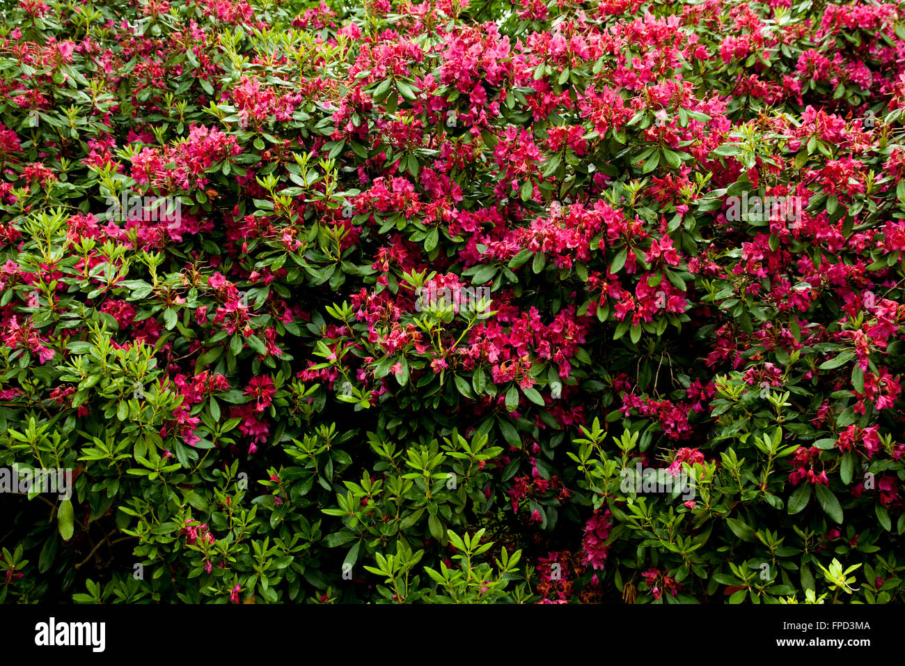 lots of beautiful and colorful flowers during spring time Stock Photo ...