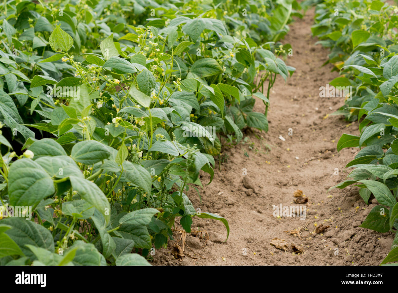 healthy and fresh bean growing on the field Stock Photo - Alamy