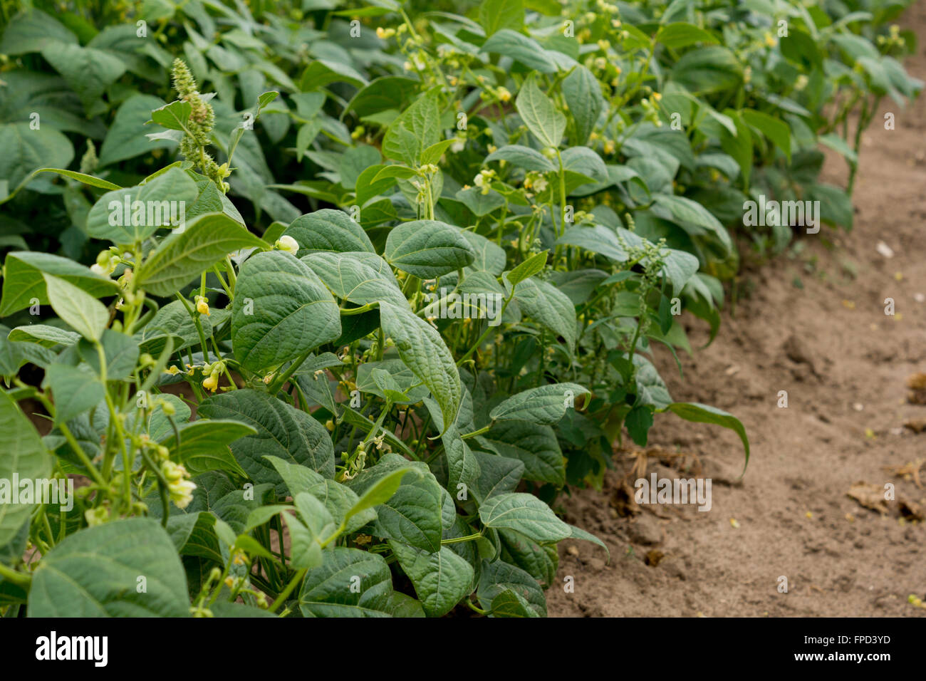 healthy and fresh bean growing on the field Stock Photo - Alamy