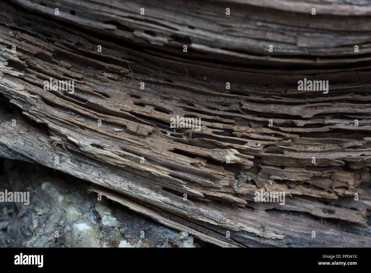 detailed macro photo of some very old wood Stock Photo - Alamy