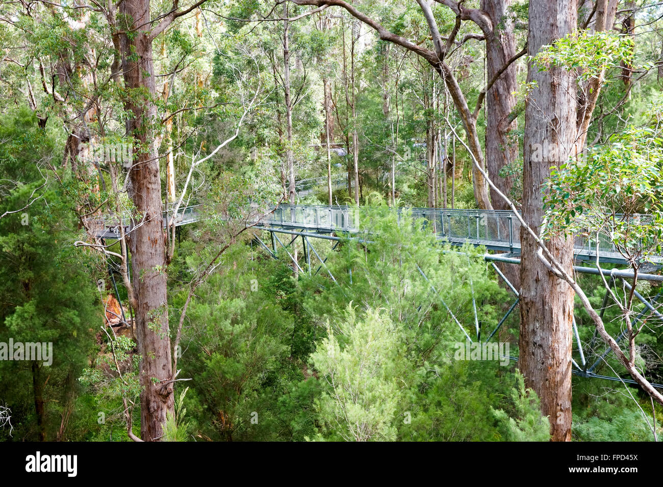 Tree Walk in Western Australia near Walpole in the Red Tingle Forests ...