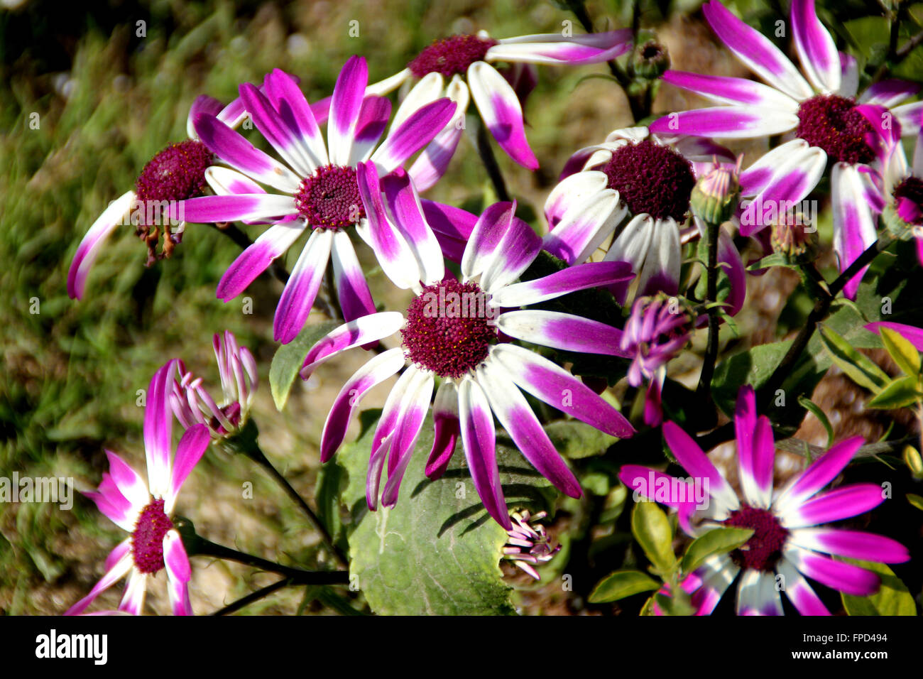Pericallis hybrida, formerly Cineraria cruenta, Cineraria, ornamental ...
