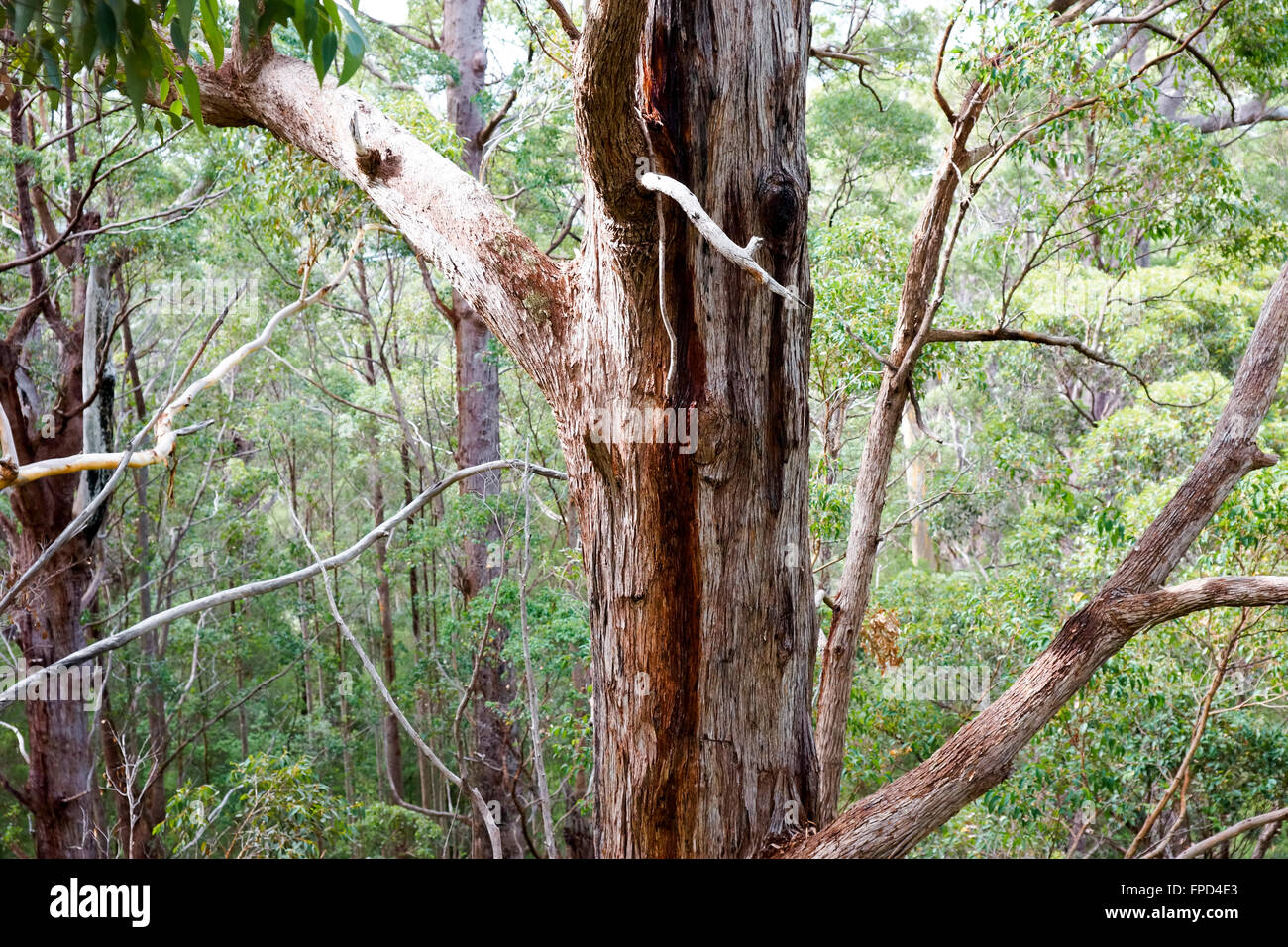 Tree Walk in Western Australia near Walpole in the Red Tingle Forests ...