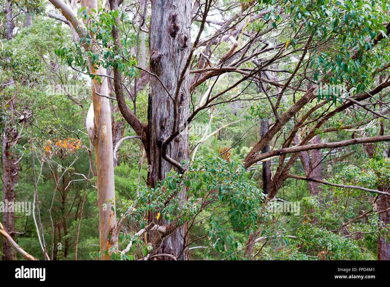Tree Walk in Western Australia near Walpole in the Red Tingle Forests ...