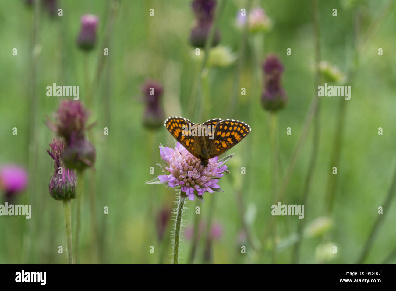 Heath fritillary butterfly (Melitaea athalia) in wildflower meadow ...