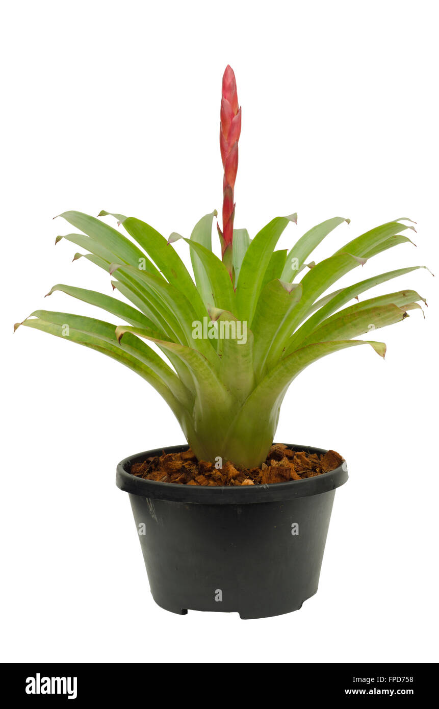 bromeliad isolated on white background Stock Photo - Alamy