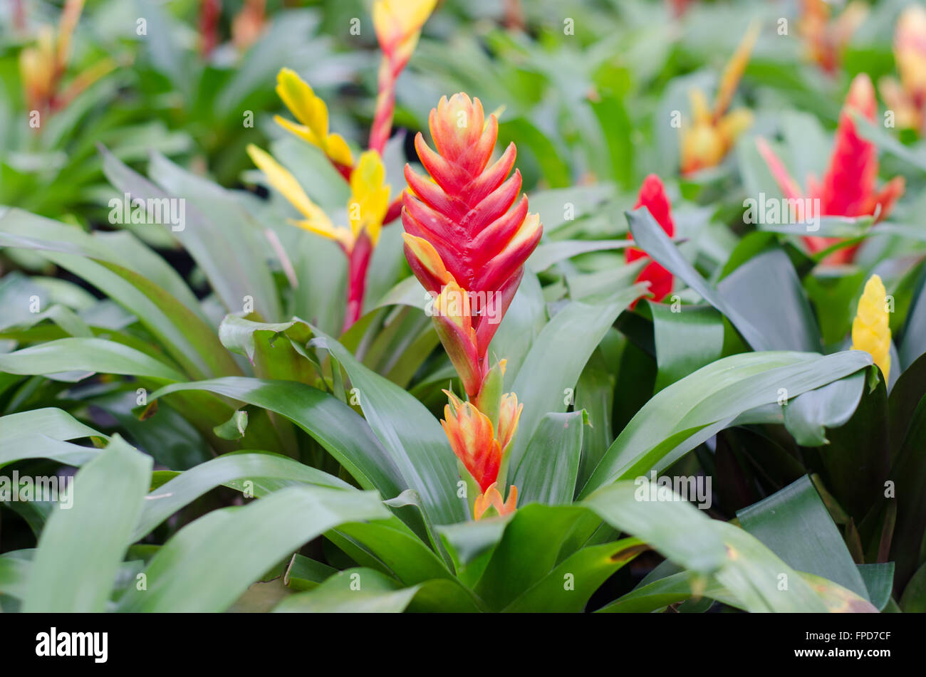 colorful bromeliad flower Stock Photo - Alamy