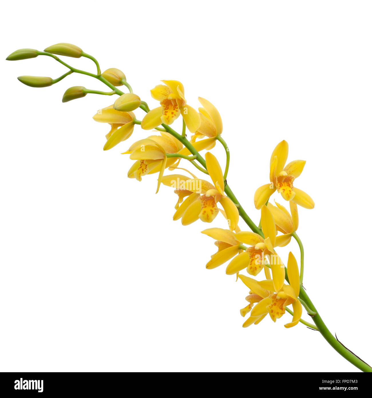 Dendrobium orchid yellow hi-res stock photography and images - Alamy