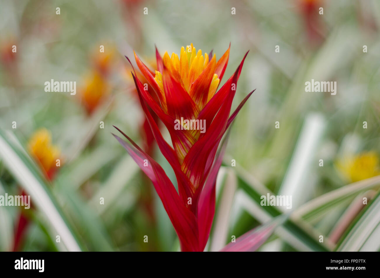 colorful bromeliad flower Stock Photo - Alamy