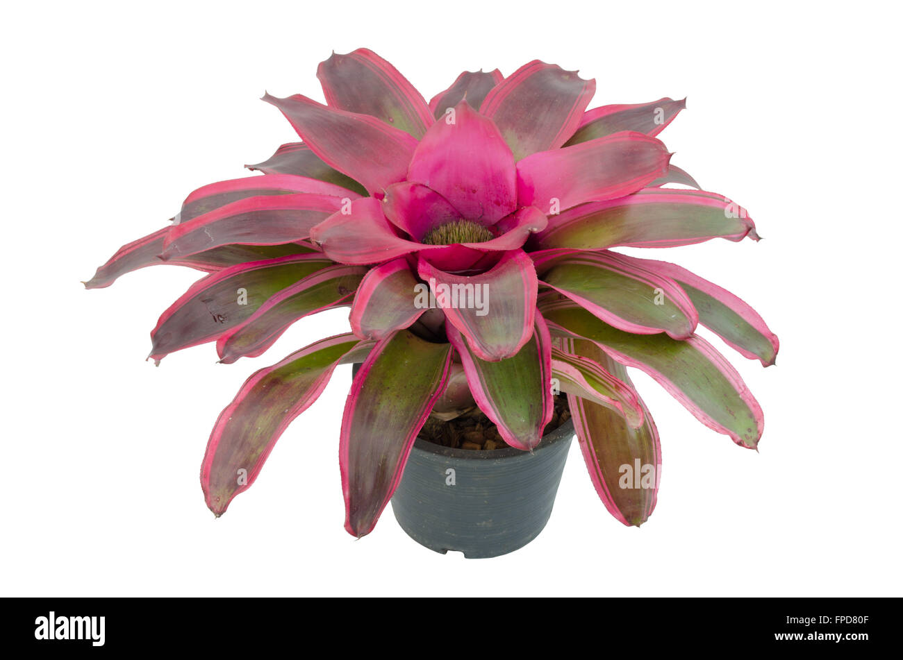 bromeliad isolated on white background Stock Photo - Alamy