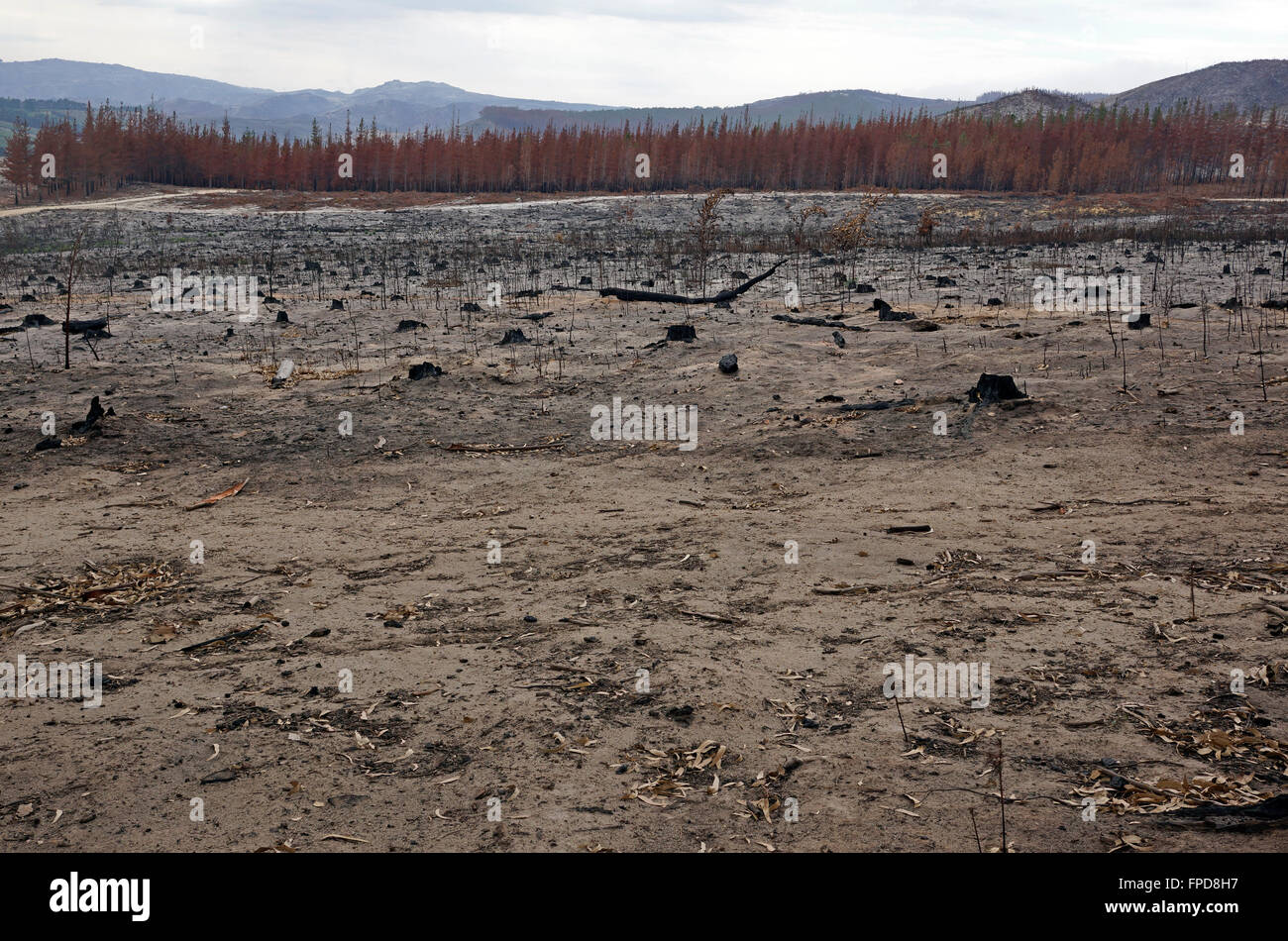 Aftermath of veld fire in the Elgin valley, Overberg, Western Cape ...