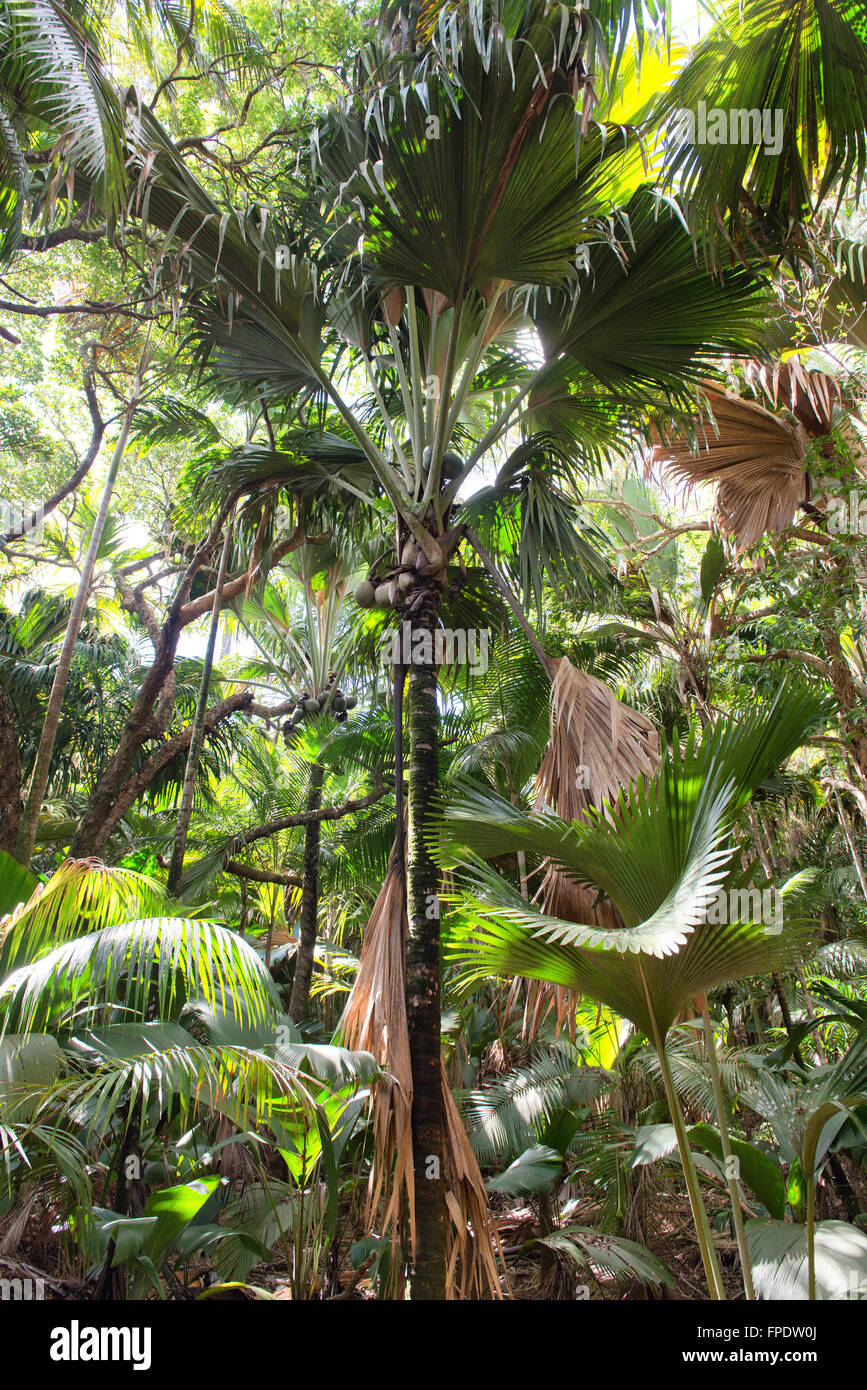 Coco De Mer Fruit Seychelles Stock Photos & Coco De Mer Fruit ...