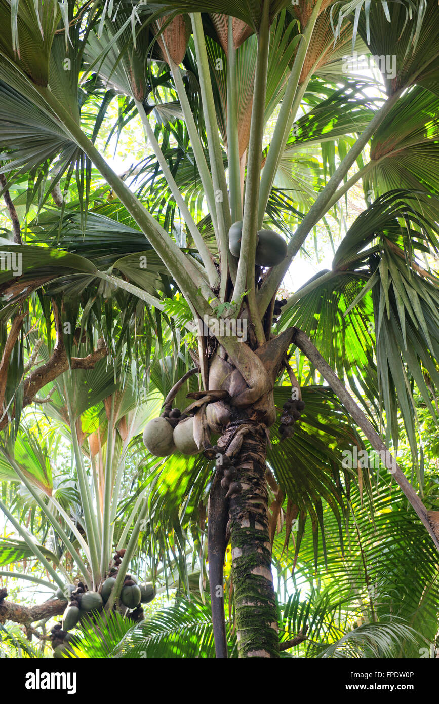Valle De Mai Coco De Mer High Resolution Stock Photography and Images ...
