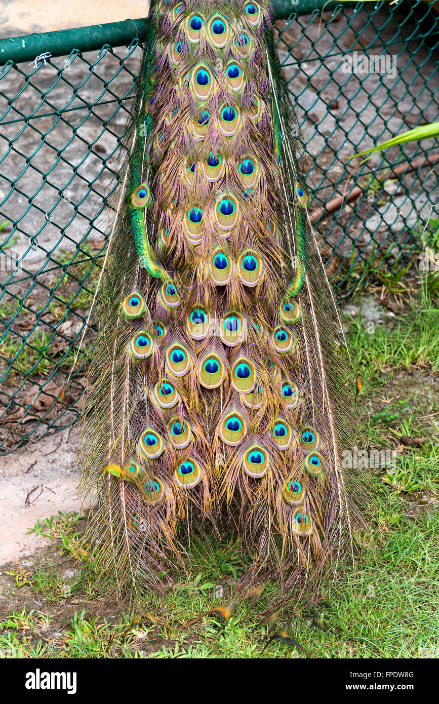 Iridescent Markings High Resolution Stock Photography and Images - Alamy