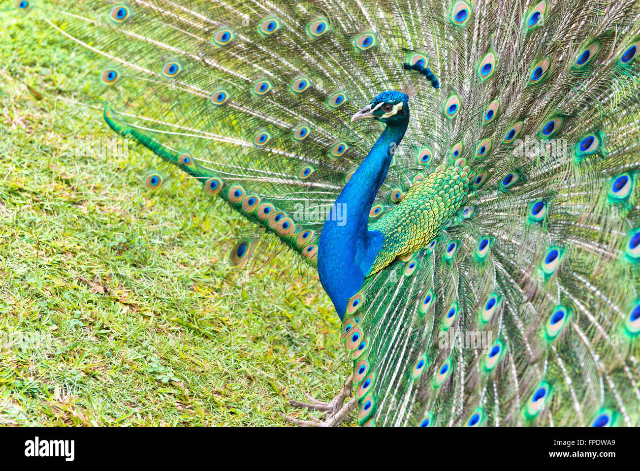 Indian Peacock Plumage High Resolution Stock Photography and Images - Alamy