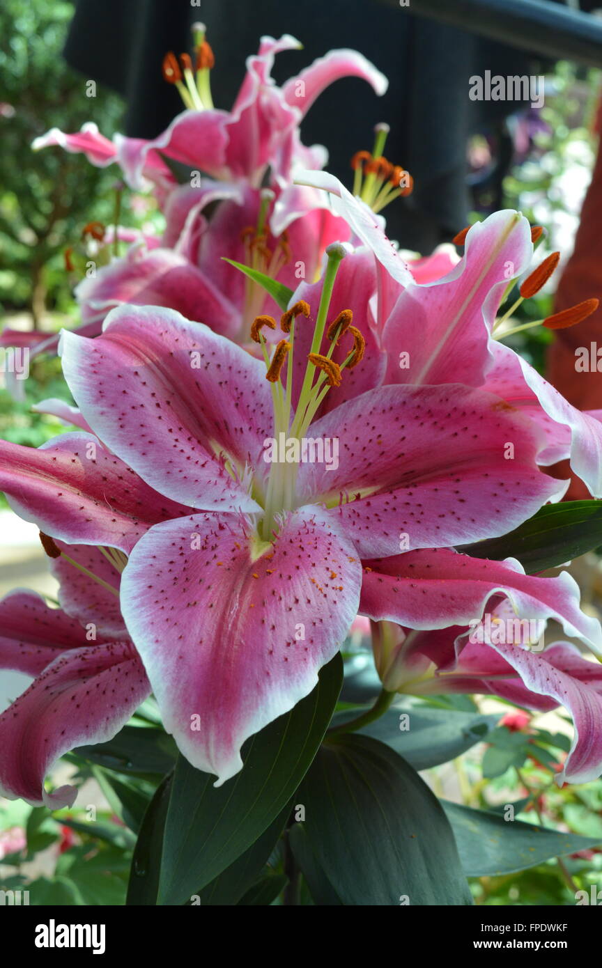 Speckled lily hi-res stock photography and images - Alamy