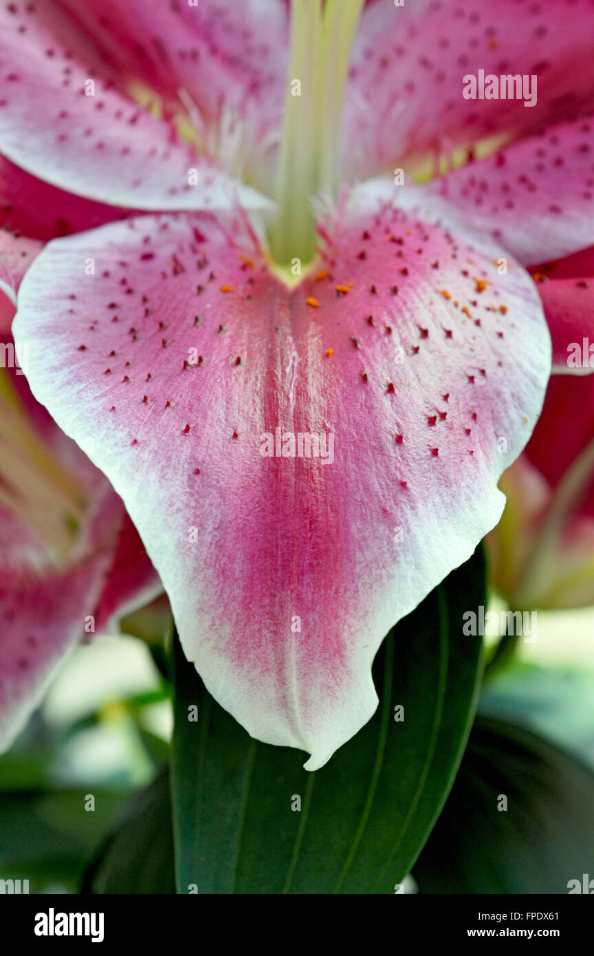 Speckled pink lily hi-res stock photography and images - Alamy