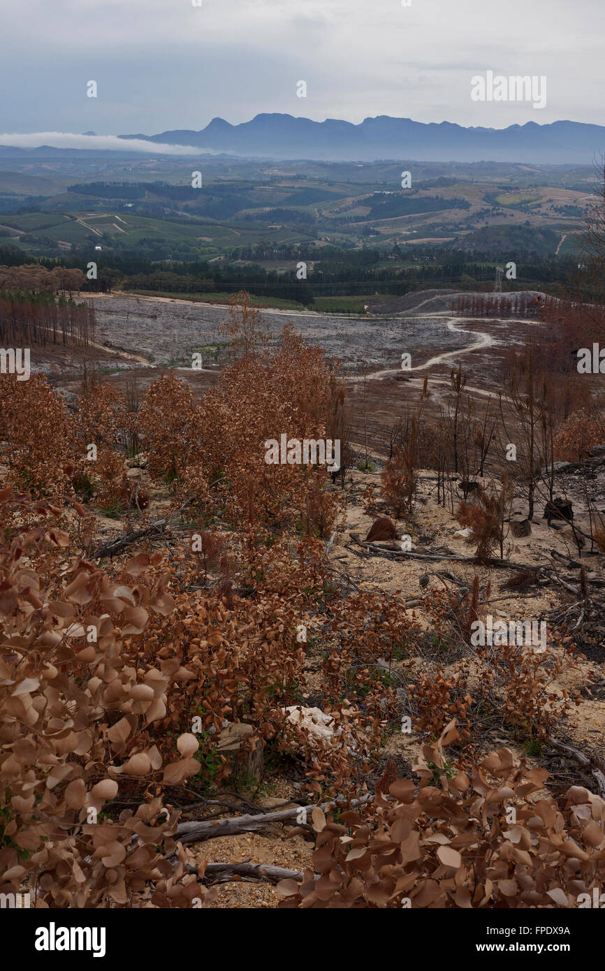 Aftermath of veld fire in the Elgin valley, Overberg, Western Cape ...
