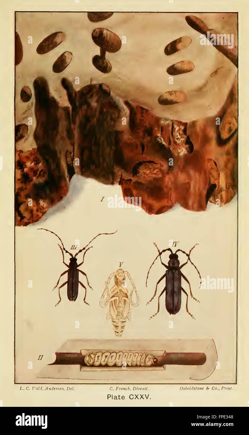 A handbook of the destructive insects of Victoria Stock Photo - Alamy