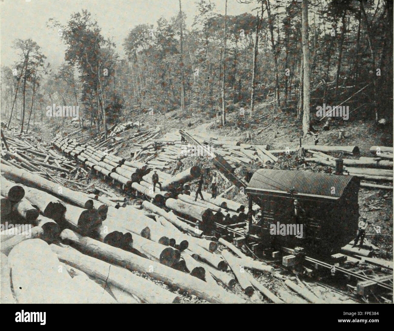 "Elements of forestry" (1914 Stock Photo - Alamy