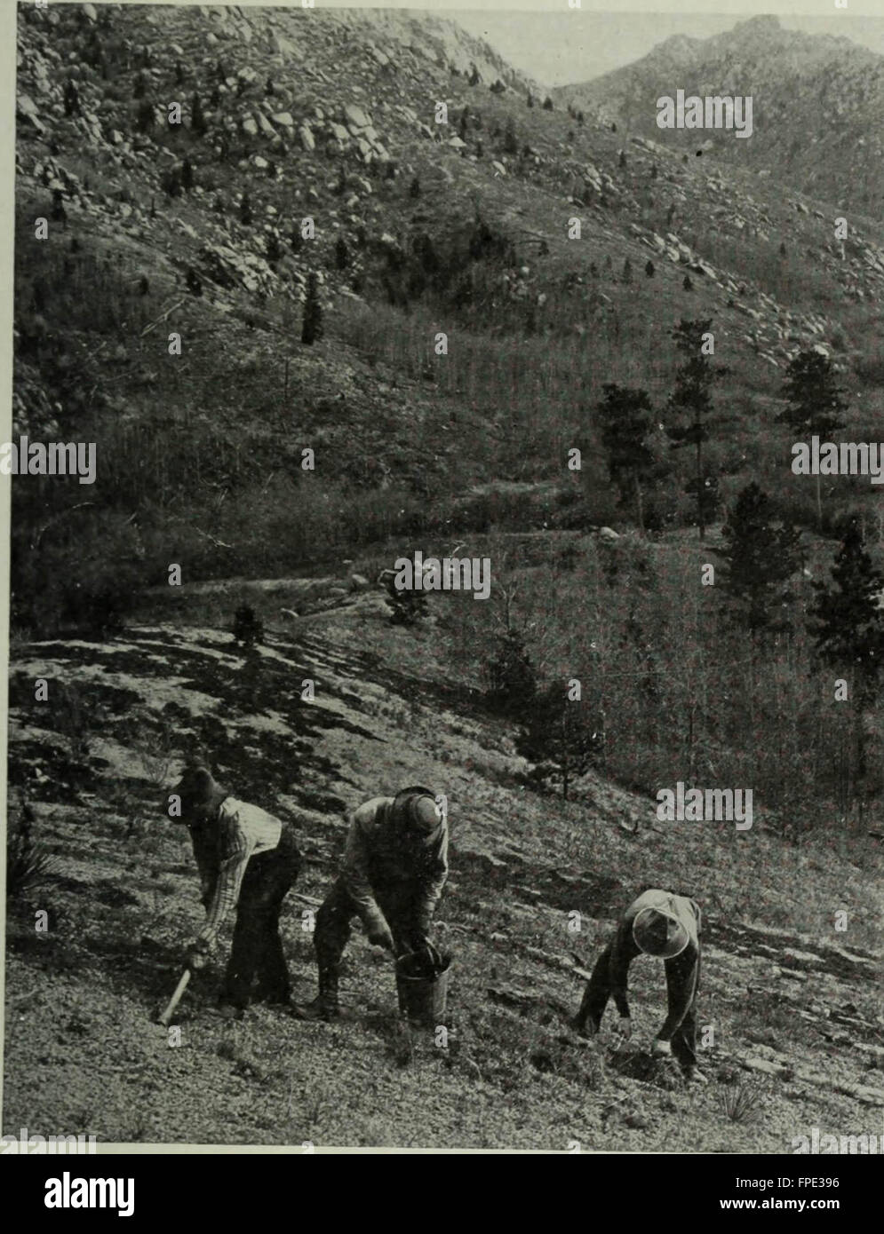 "Elements of forestry" (1914 Stock Photo - Alamy