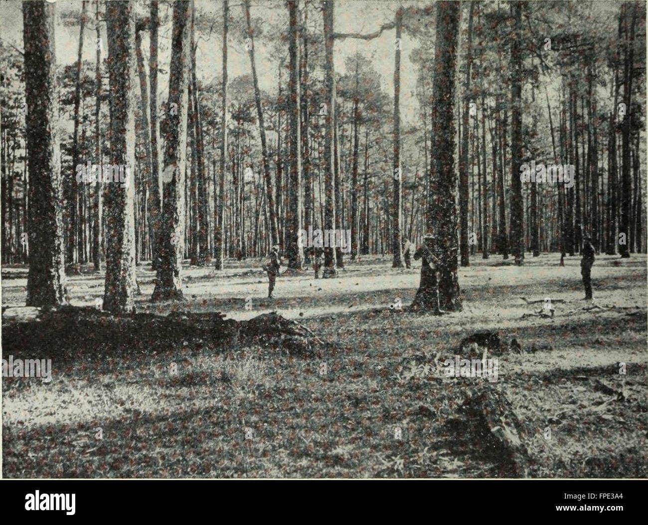 "Elements of forestry" (1914 Stock Photo - Alamy