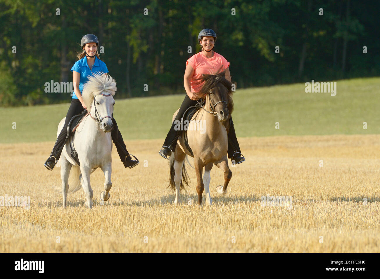 Two riders on Icelandic horses riding in a stubble field Stock Photo ...