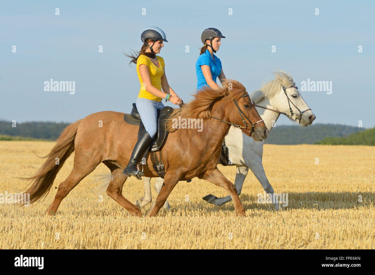 Two riders on Icelandic horses riding in a stubble field Stock Photo ...