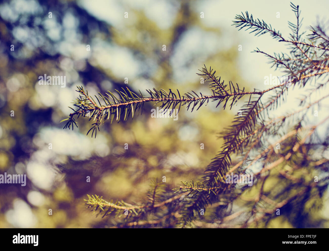 Faded Forest High Resolution Stock Photography and Images - Alamy