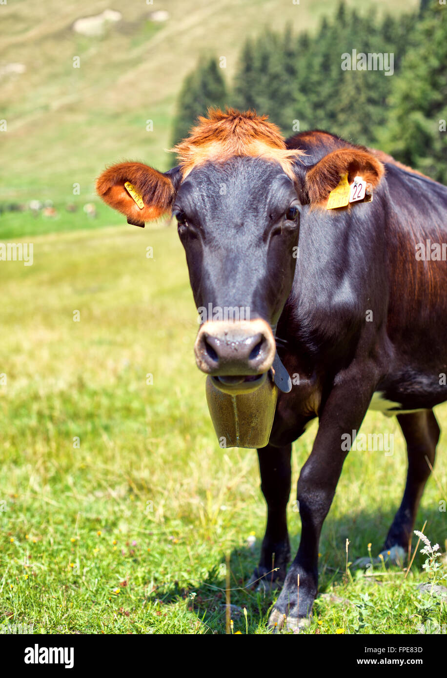 Bell Around Neck High Resolution Stock Photography and Images - Alamy