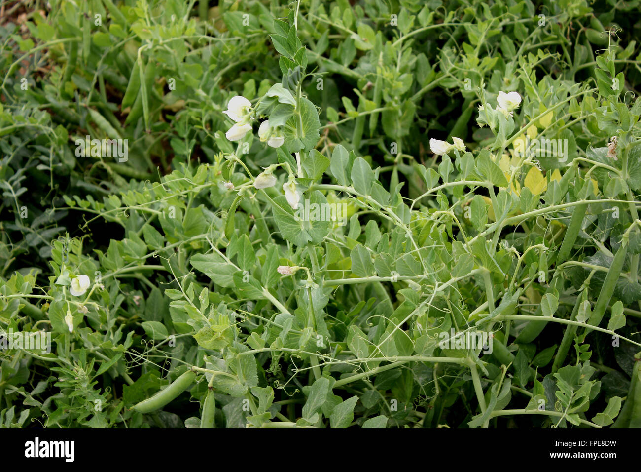 Garden Pea, Pisum sativum, cultivated annual herb with pinnate compound ...