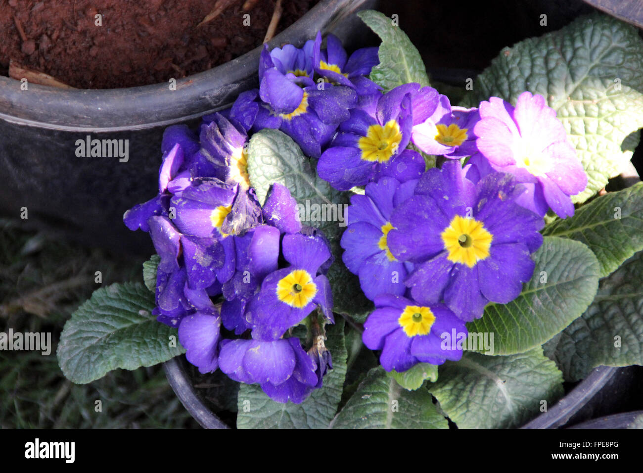 Obovate leaves hi-res stock photography and images - Alamy