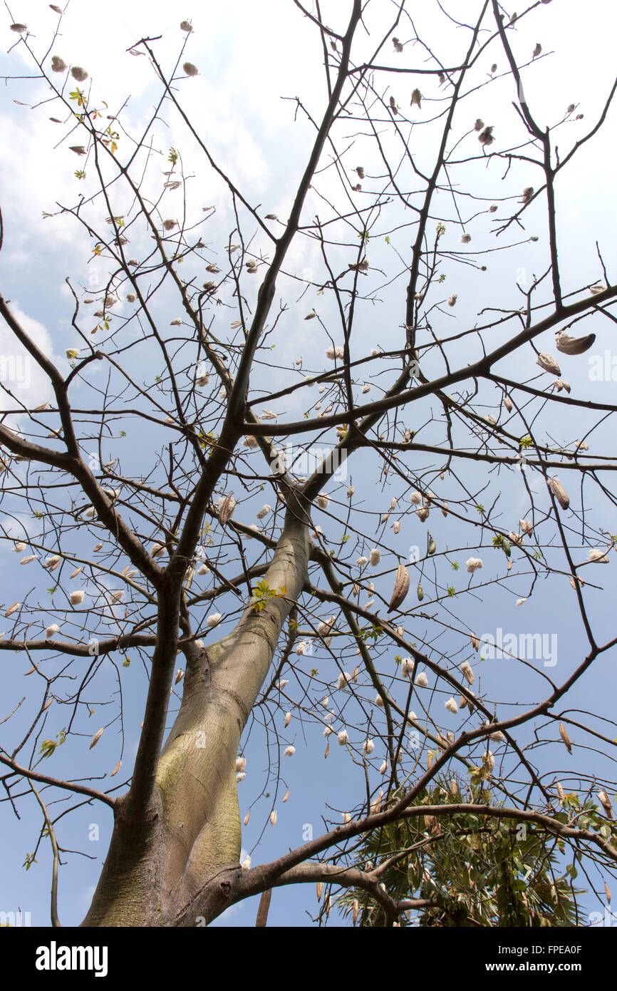 Ceiba hi-res stock photography and images - Alamy