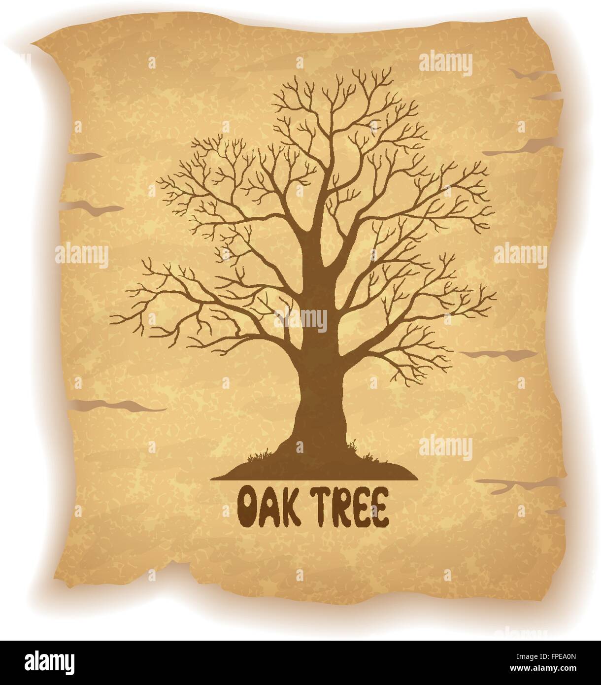 Oak Leafless Tree on Old Paper Stock Vector Image & Art - Alamy
