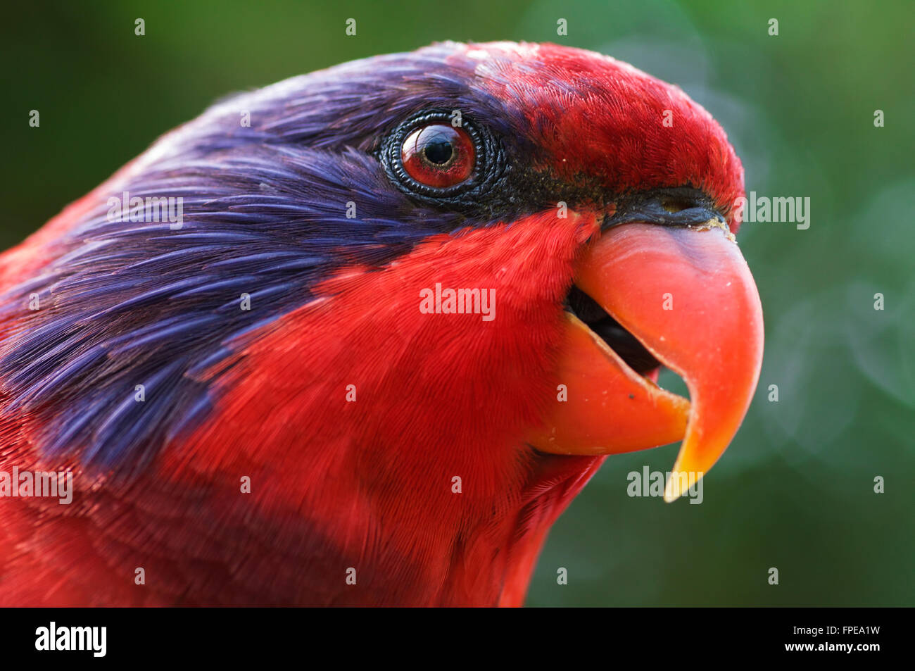 Black Winged Lory portrait - Close up shot of a Bird from the Lory ...