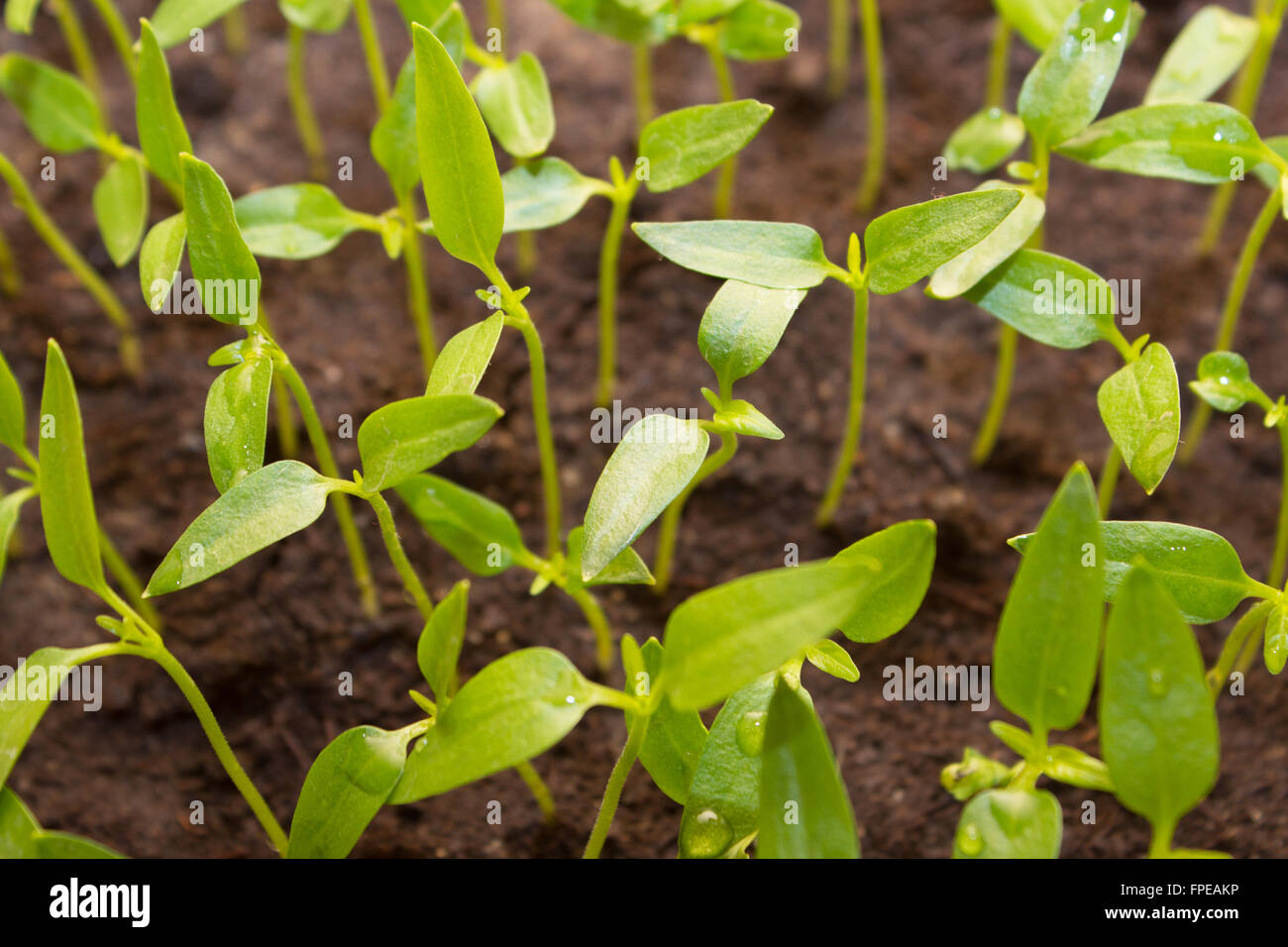 Green sprout growing from seed in spring Stock Photo - Alamy