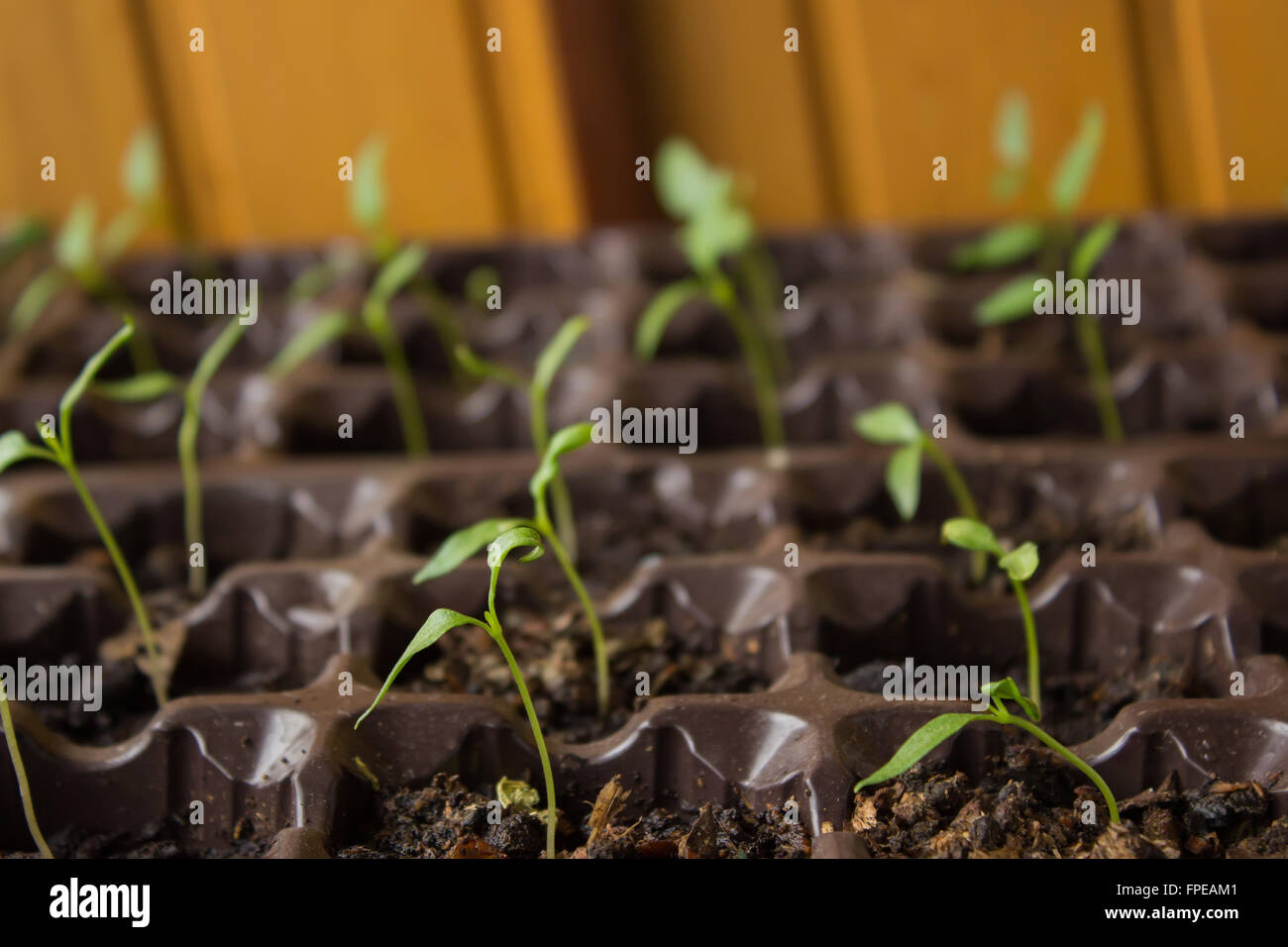 Green sprout growing from seed in spring Stock Photo - Alamy