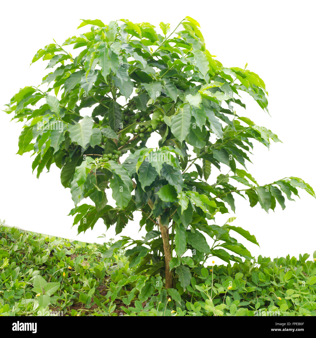 Young coffee tree isolated on white background Stock Photo - Alamy