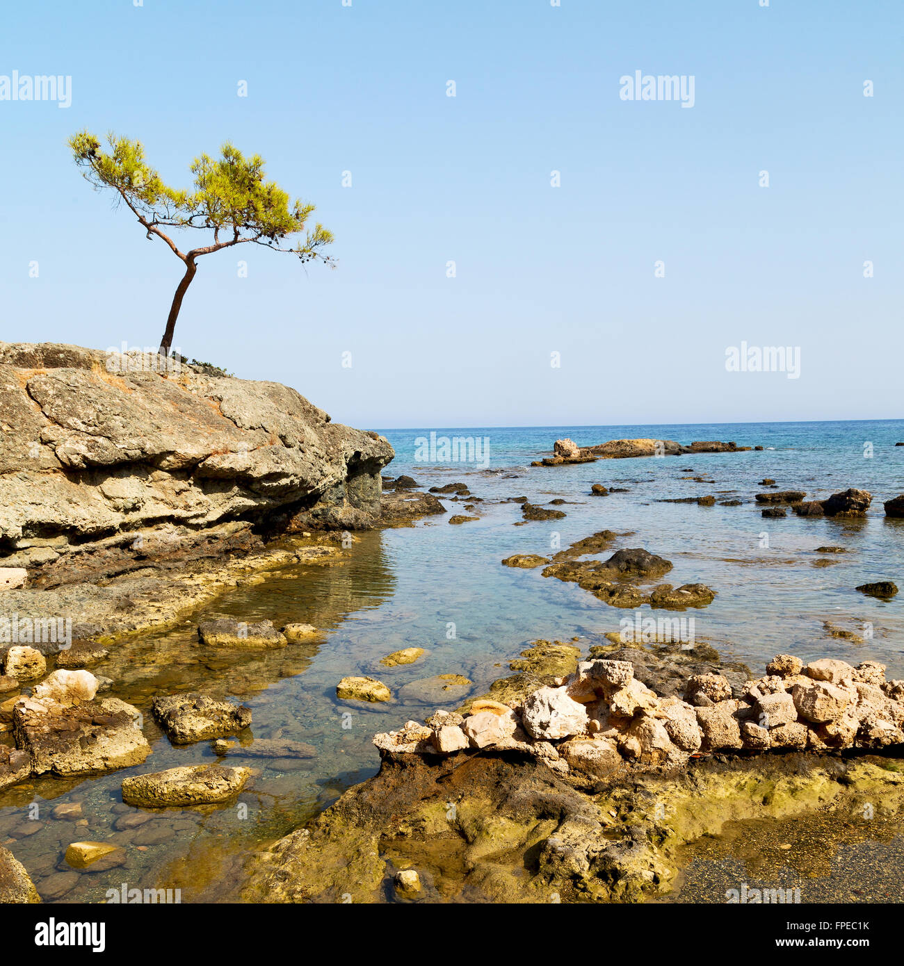 in the mediterranean see turkey europe pine plant and tree Stock Photo ...
