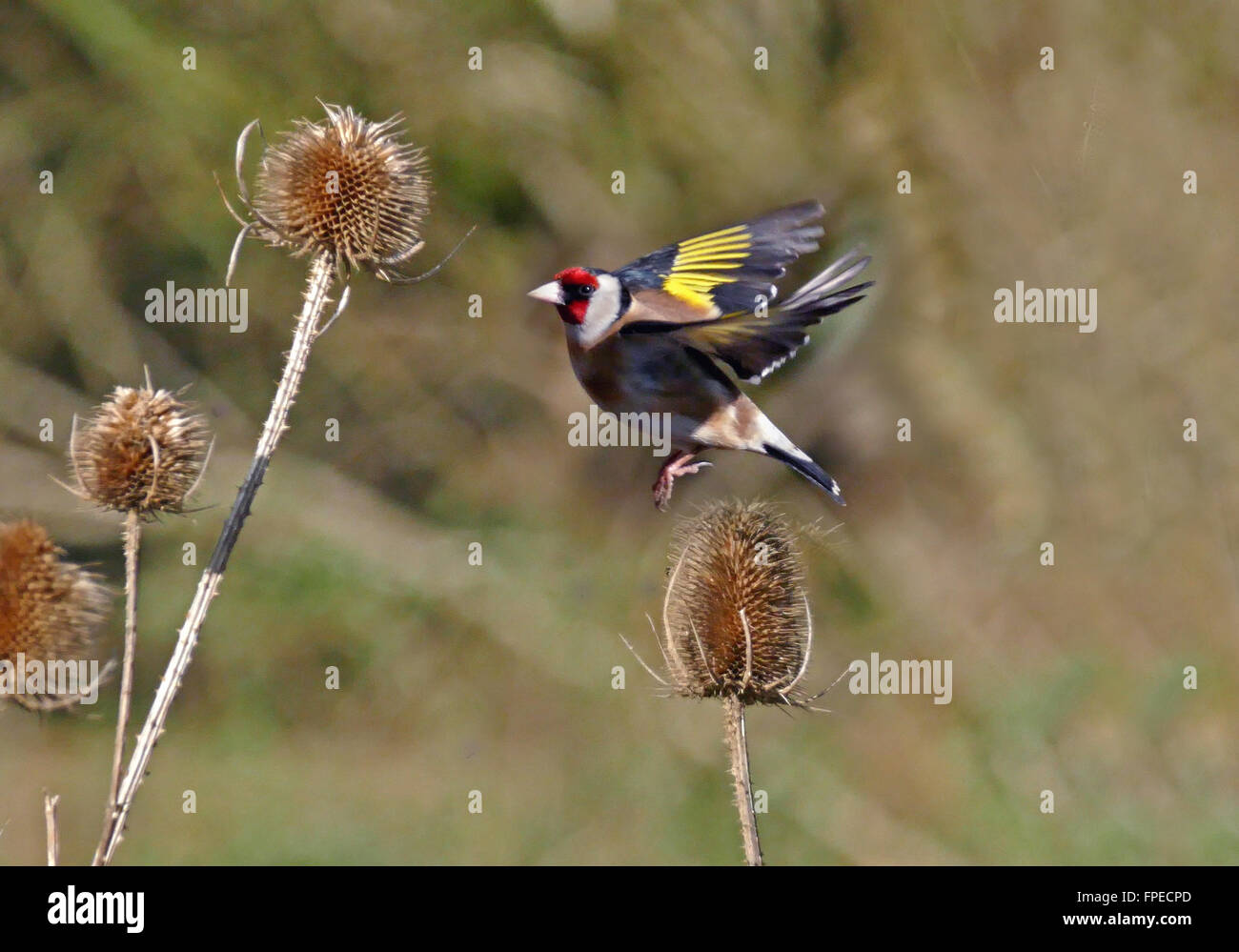 Goldfinch flying uk hi-res stock photography and images - Alamy