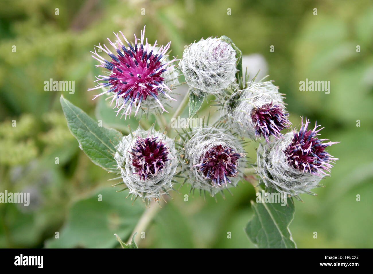 Burdock root and plant hi-res stock photography and images - Alamy