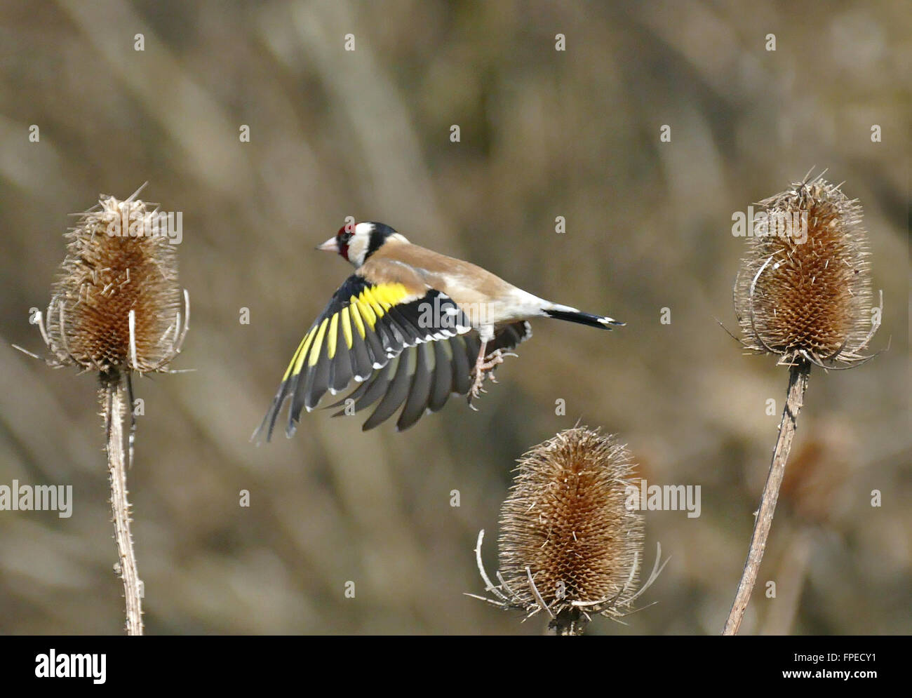 Goldfinch in flight hi-res stock photography and images - Alamy
