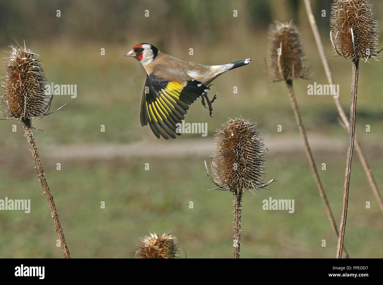 Goldfinch in flight hi-res stock photography and images - Alamy