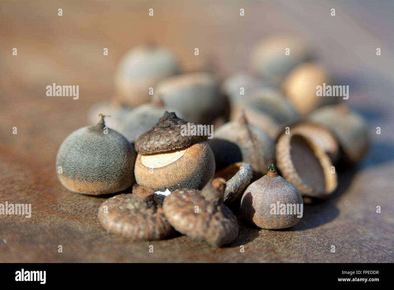 Acorns and acorn caps on a table Stock Photo - Alamy