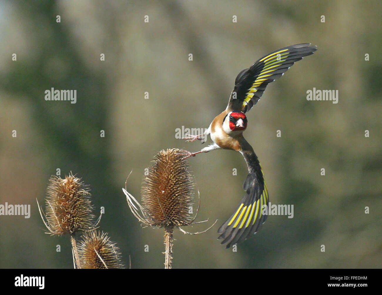 Goldfinch in flight, taking off from a Teasel head that it has been ...