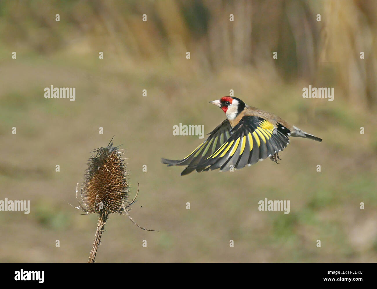 Goldfinch in flight hi-res stock photography and images - Alamy