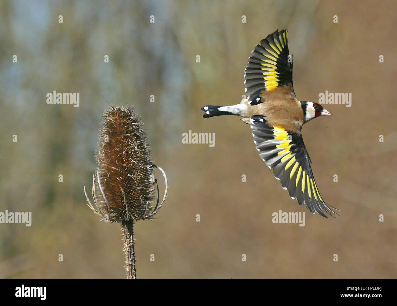 Goldfinch flying hi-res stock photography and images - Alamy